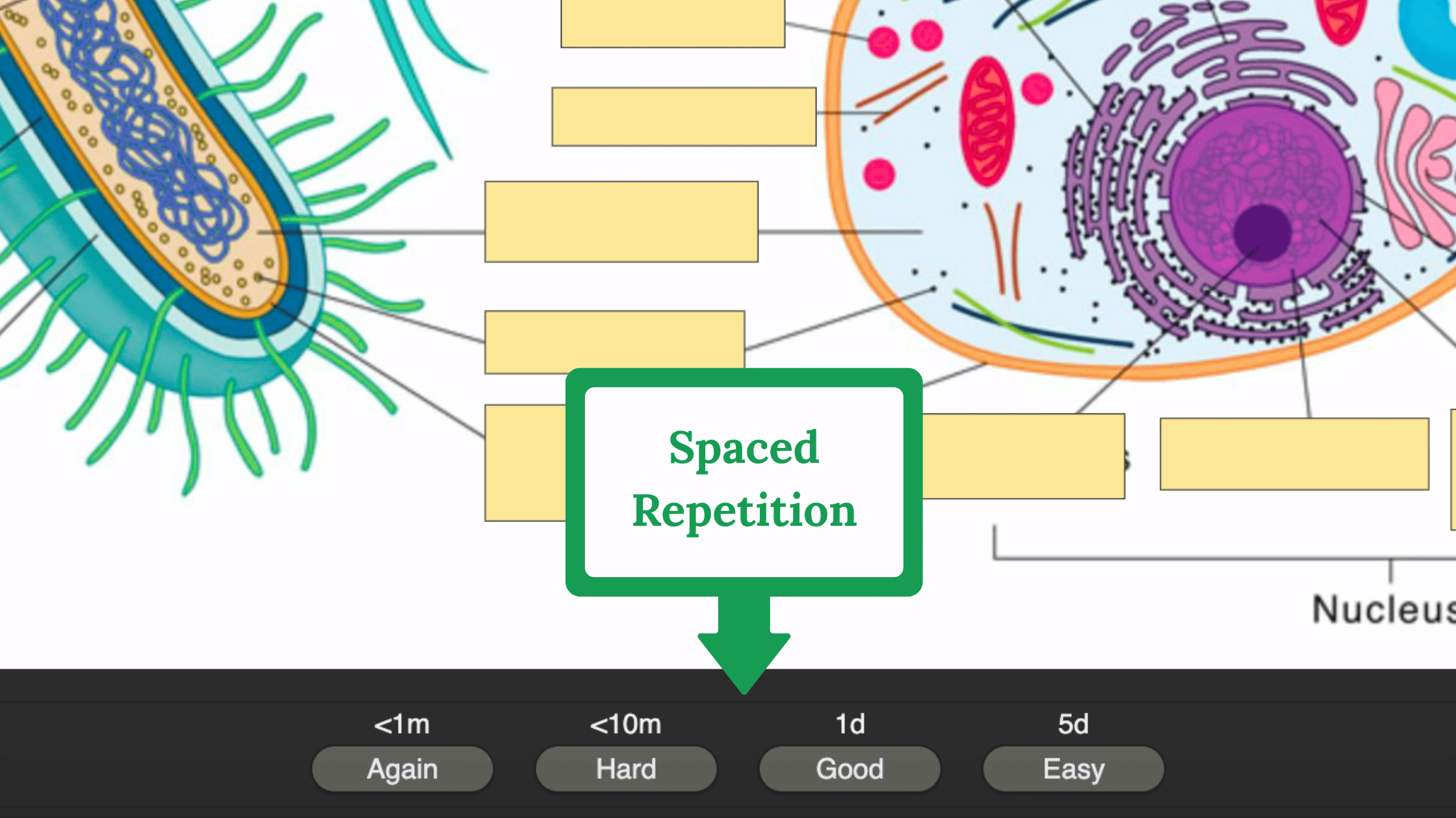 How to Build a Spaced Repetition System That Actually Works